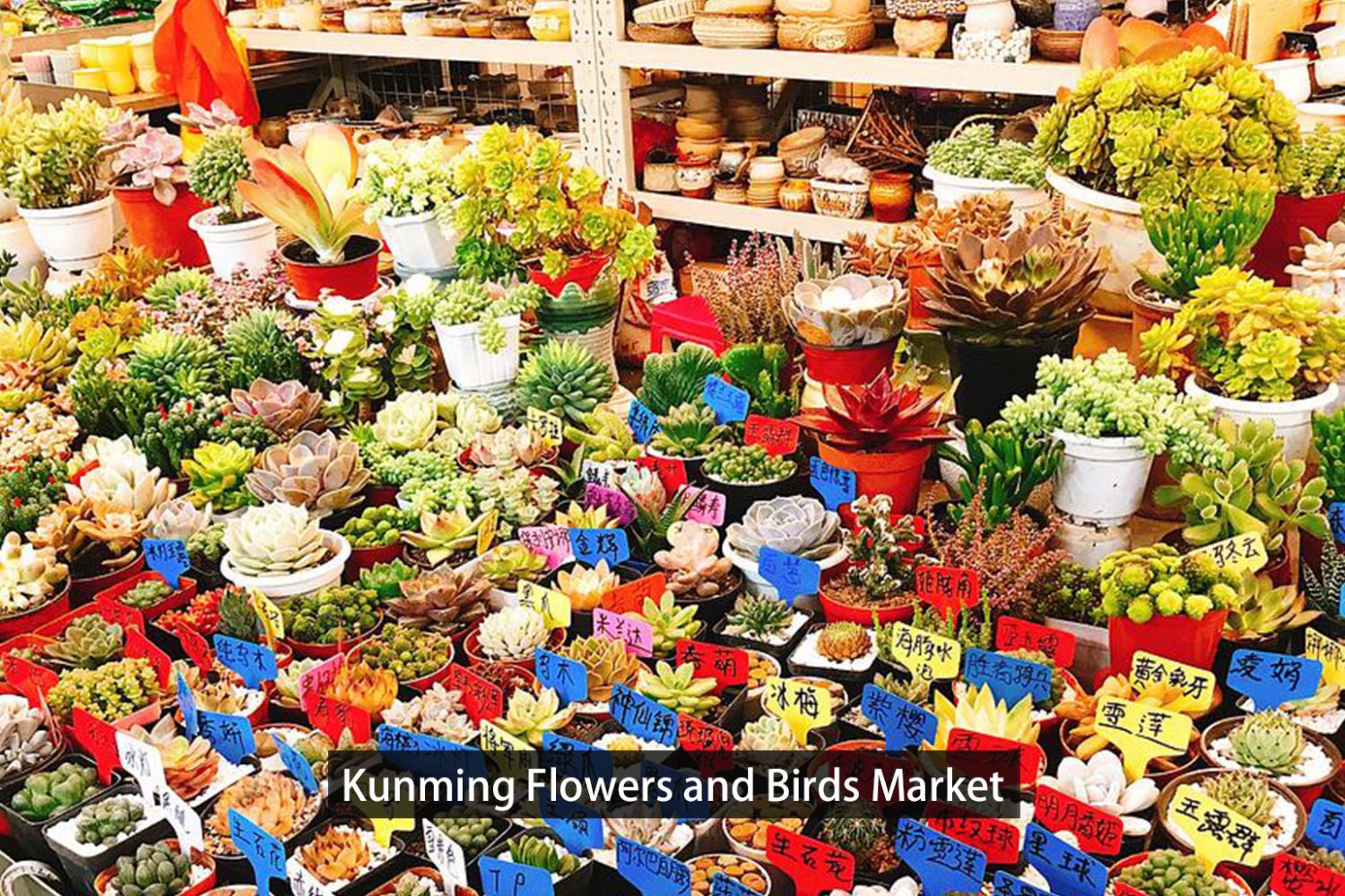 Kunming 3-Day Private Tour Package-IslamiChina Travel