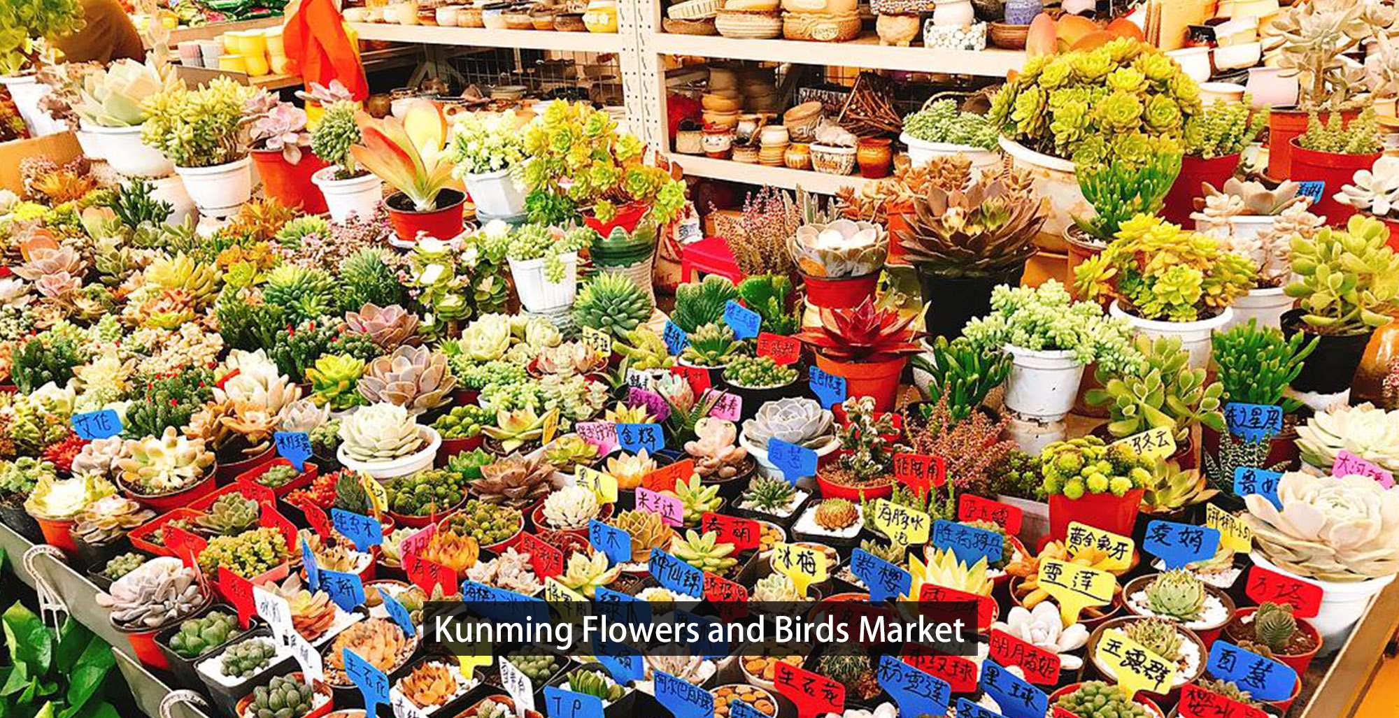 Kunming 3-Day Private Tour Package-IslamiChina Travel