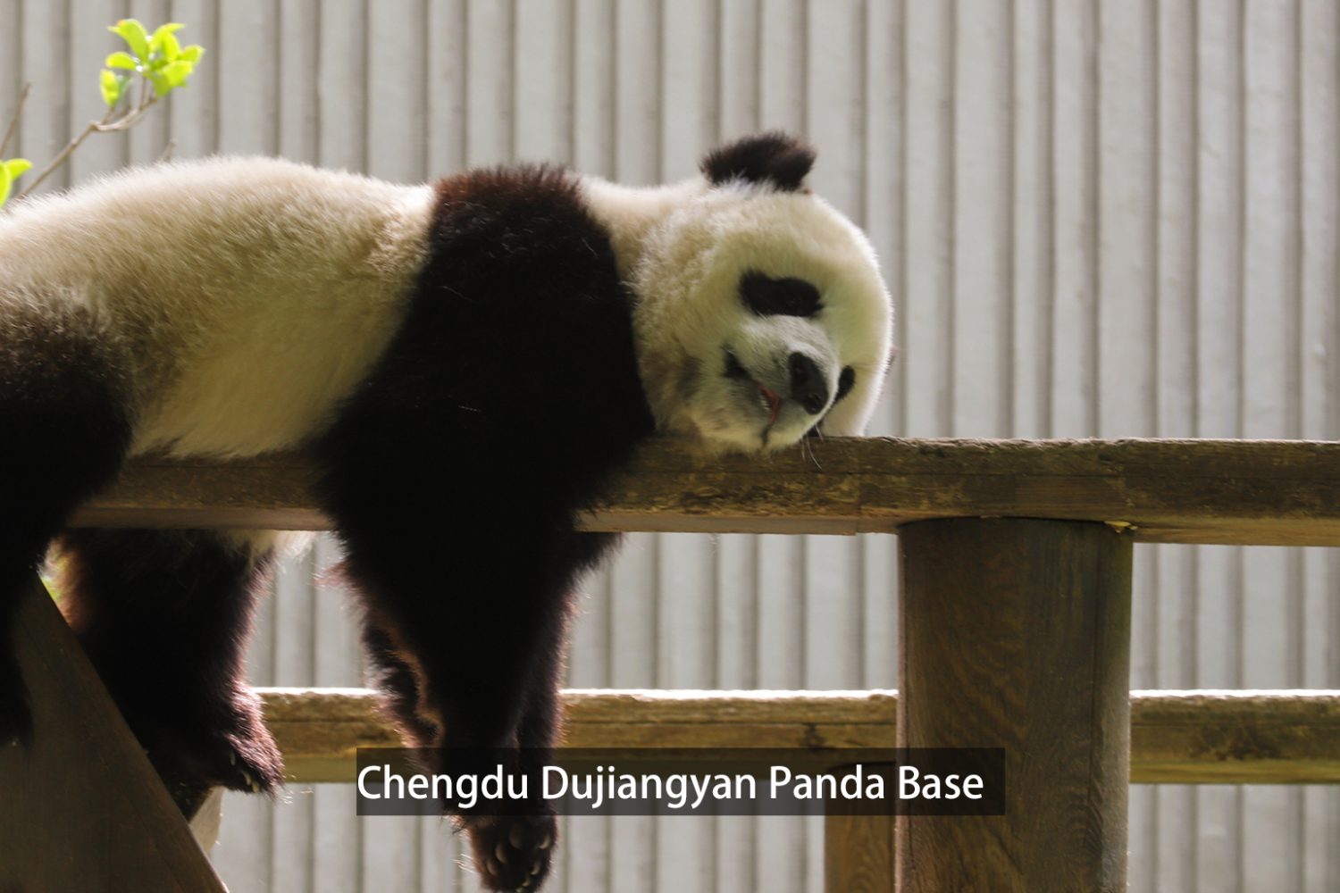 Dujiangyan Panda Base Panda Keeper Program Day Tour from Chengdu ...
