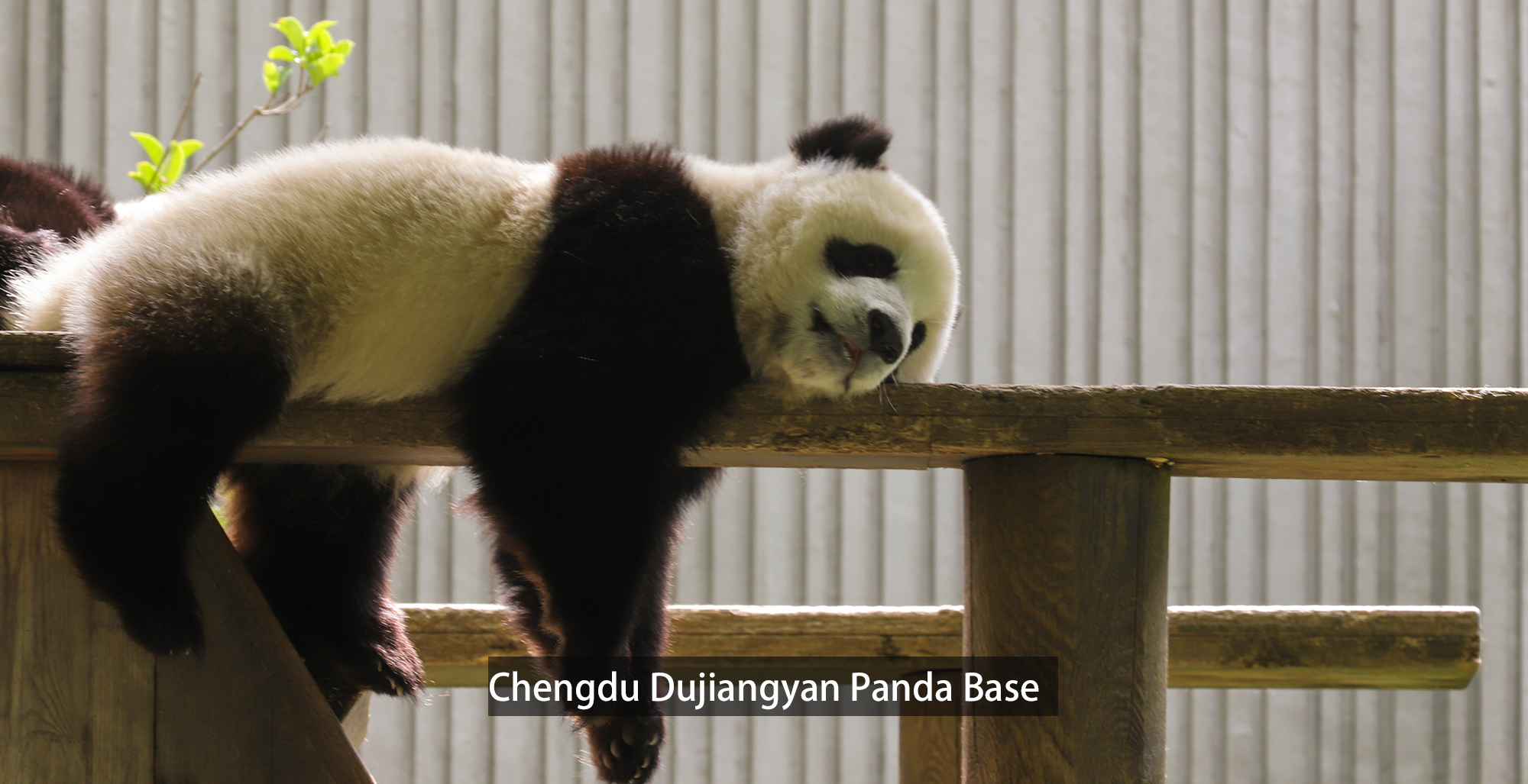 Dujiangyan Panda Base Panda Keeper Program Day Tour from Chengdu ...